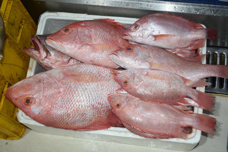 Seafood ice at fish market stock image. Image of dish - 195846337