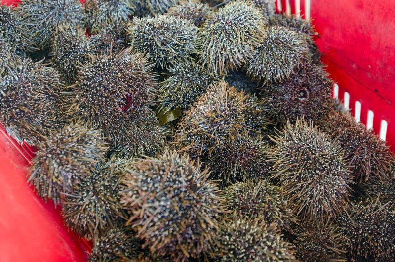 Seafood - Kina stock photo. Image of chef, fresh, restaurant - 27243824