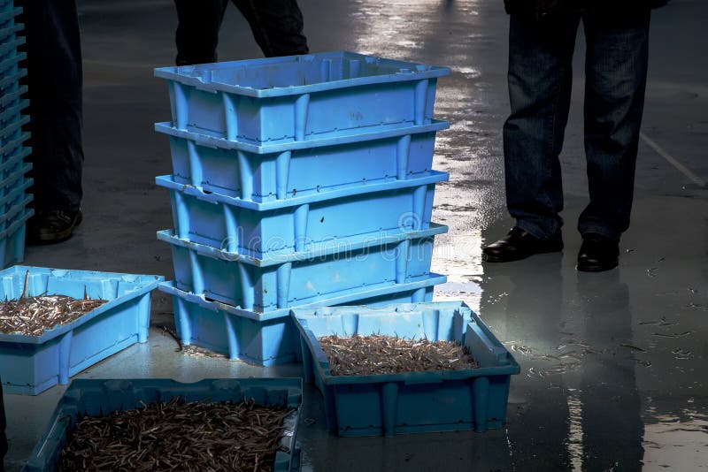 Fish auction ready stock image. Image of maresme, ligth - 30178245