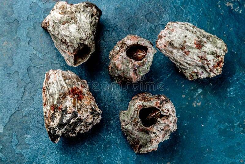 SEAFOOD PICOROCO. Austromegabalanus Psittacus, the Giant Barnacle or ...