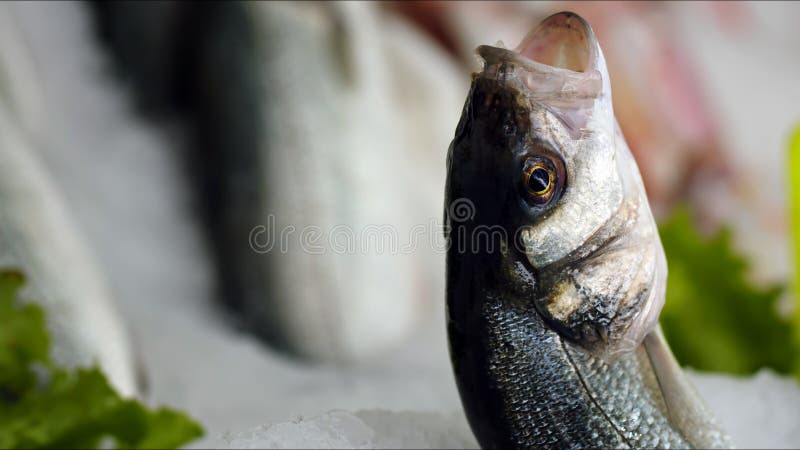 Seafood Raw Fish on a Market Store Stock Photo - Image of fishing ...