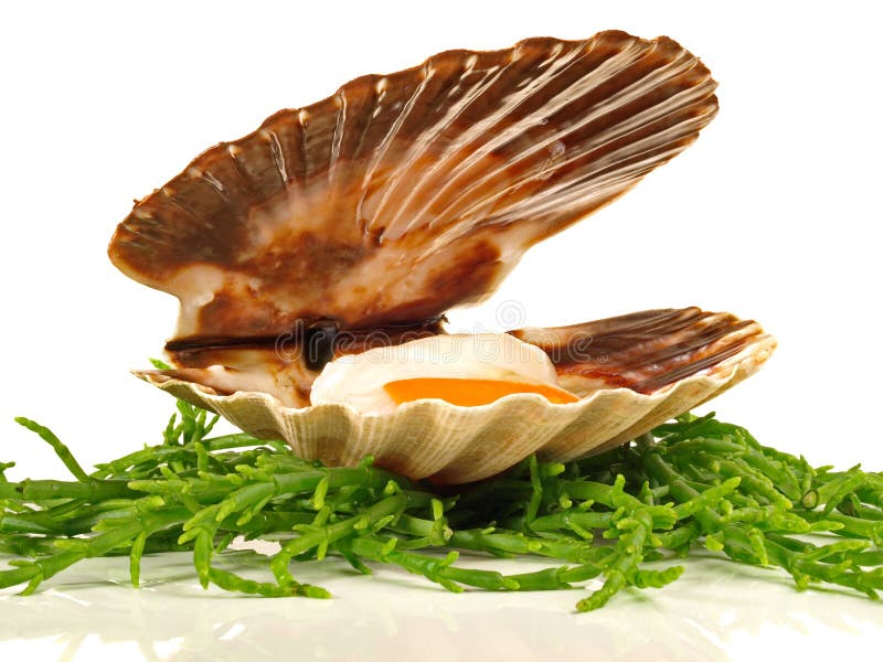 Seafood - Scallops Isolated on White Background Stock Image - Image of ...