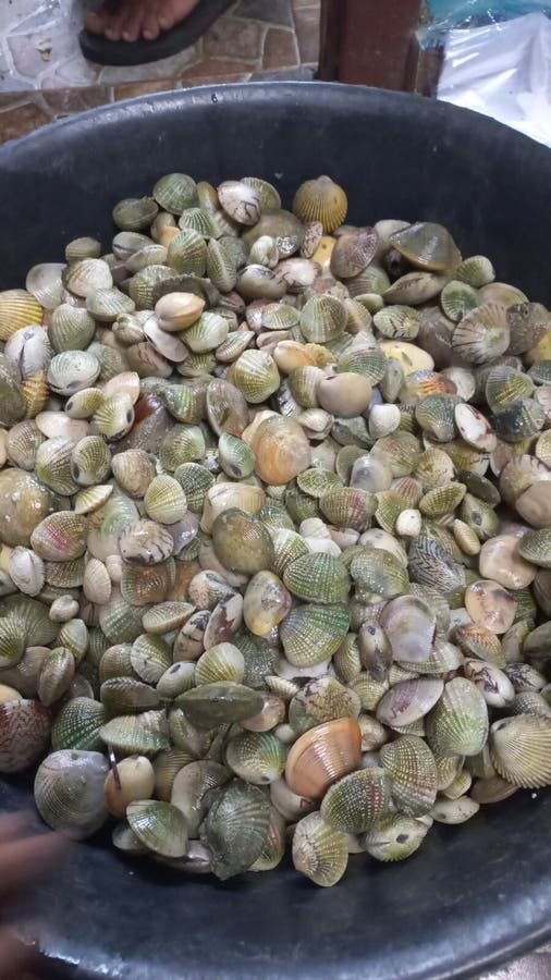 Seafood sea ??shells stock image. Image of wildlife - 341235965