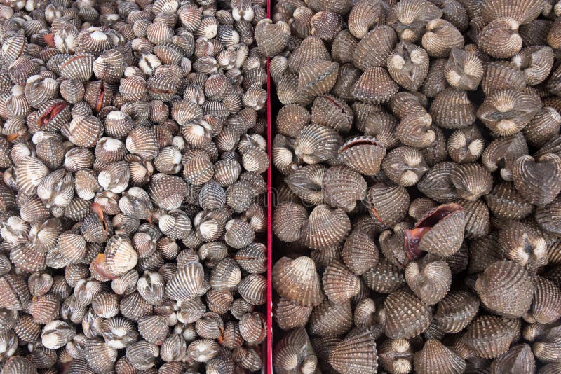 Seafood. Shellfish stock image. Image of fresh, scallops - 127944567