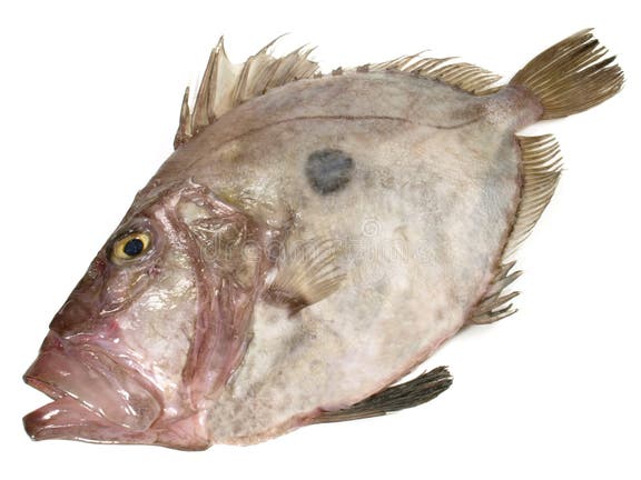 Seafood - Whole St. Pierre Fish Raw Isolated on White Background Stock ...