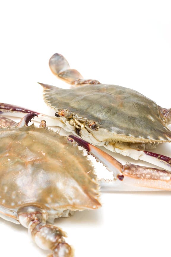 Seafood-Swimming crab stock image. Image of crustacean - 14869513