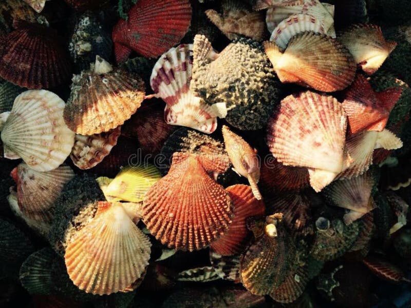 Seafood stock image. Image of beach, seafood, hard, shell - 48583977