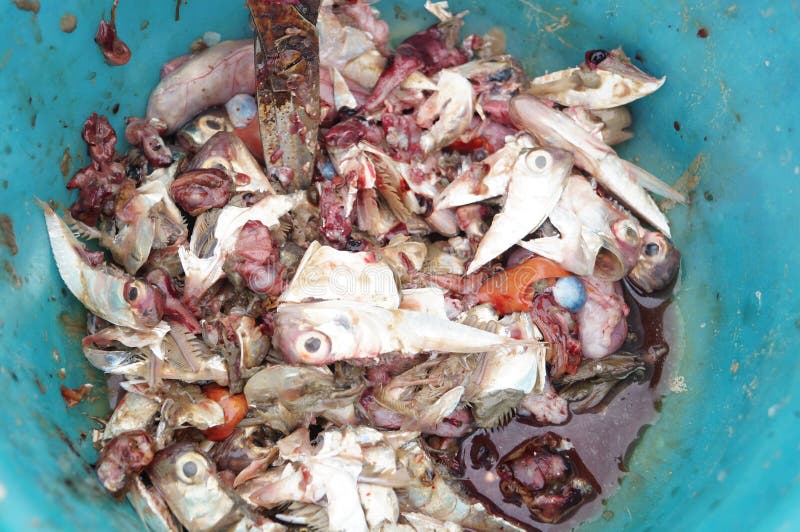 Seafood waste stock photo. Image of fish, scrap, market - 46375560