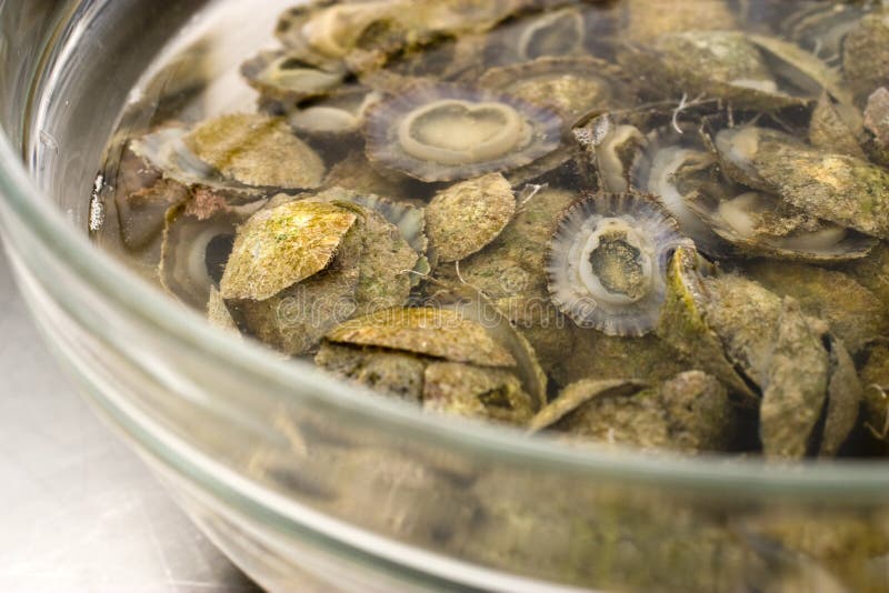 Seafood in water stock photo. Image of marine, seashell - 29075066