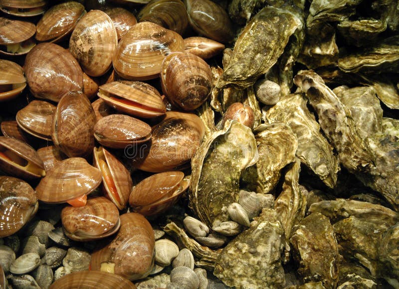 Seafoods, fruits de mer stock photo. Image of nutrition - 55171644