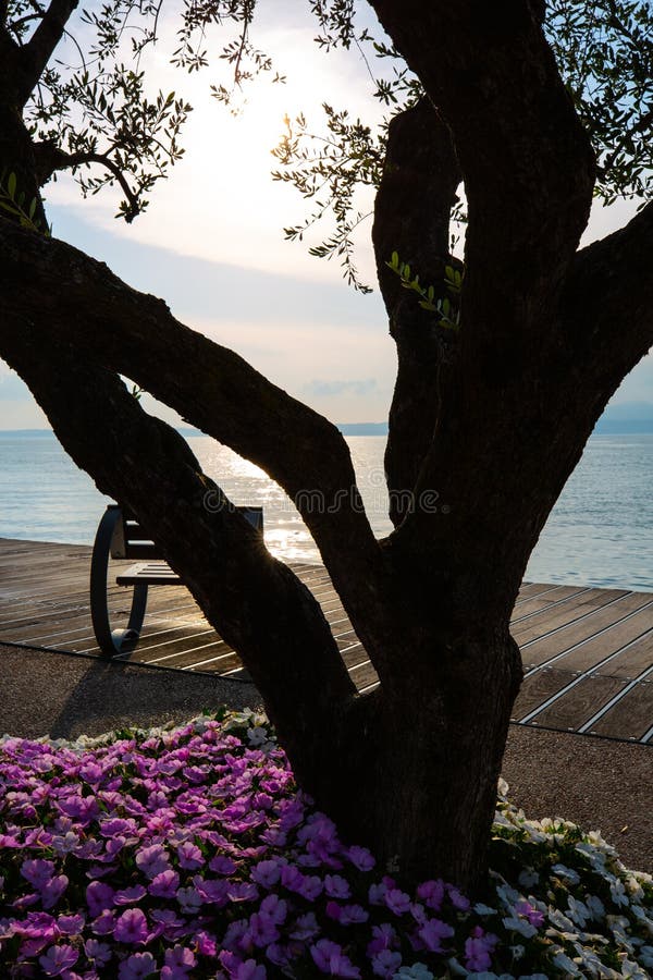 Seafront Promenade in Bardolino on Lake Garda, with Trees and Flowers ...