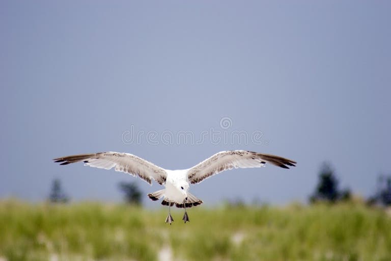 158 Seagal Bird Stock Photos - Free & Royalty-Free Stock Photos from ...