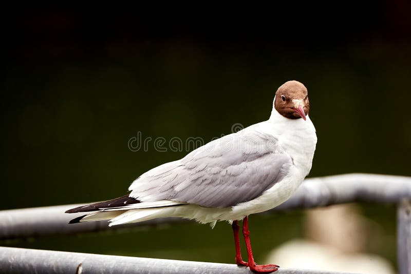 Seagal close up stock image. Image of outdoor, bird - 124375839