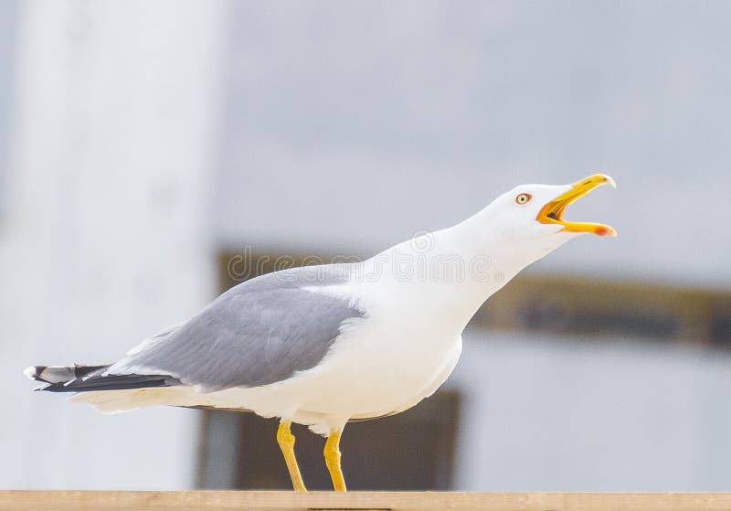 158 Seagal Bird Stock Photos - Free & Royalty-Free Stock Photos from ...