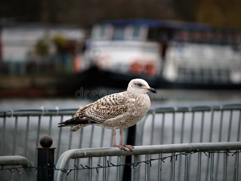 158 Seagal Bird Stock Photos - Free & Royalty-Free Stock Photos from ...
