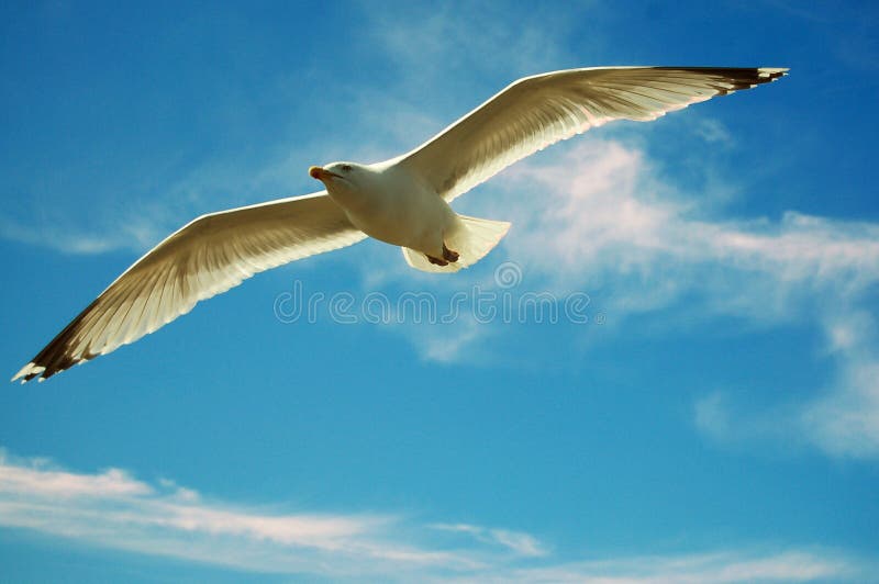 Seagle imagen de archivo. Imagen de salvaje, ambiente - 28535963