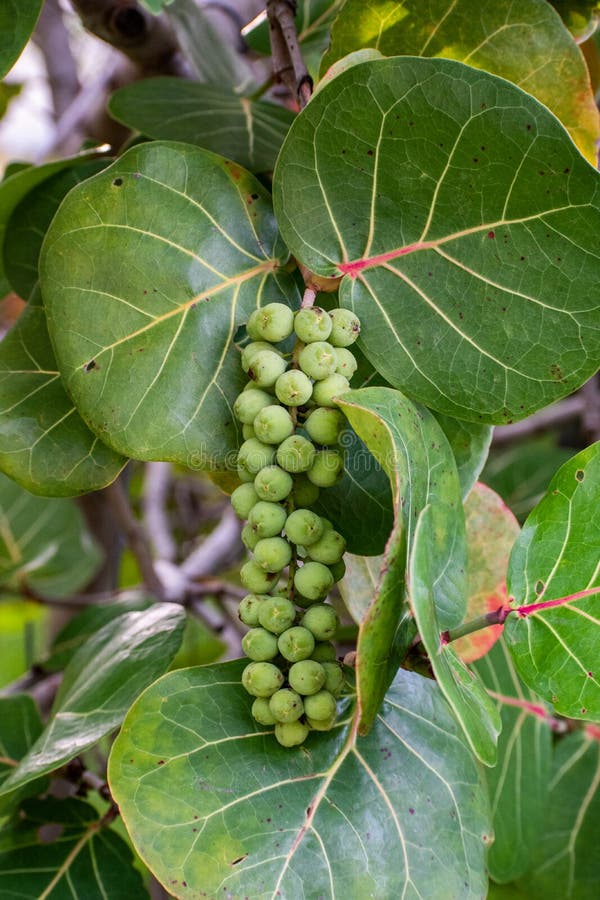 Seagrape Leaves and Fruit on the Tree in Florida. Tropical Plant with ...