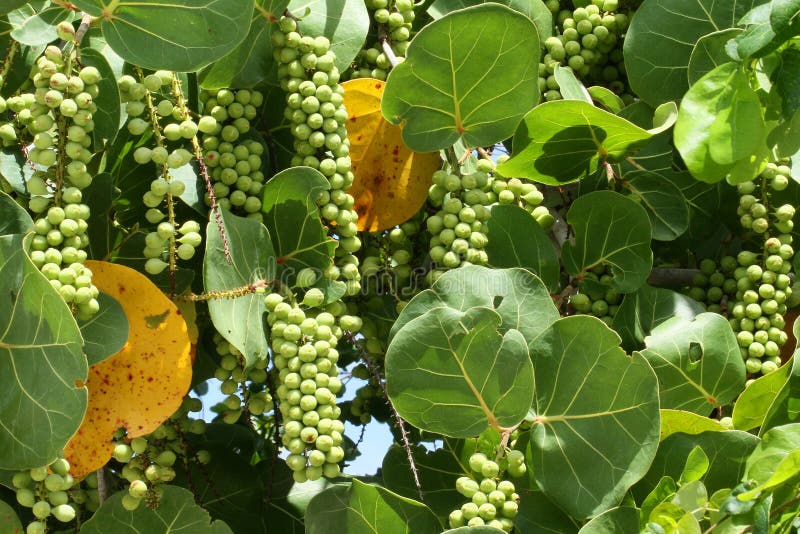 Seagrape stock photo. Image of grape, polygonaceae, native - 32939288