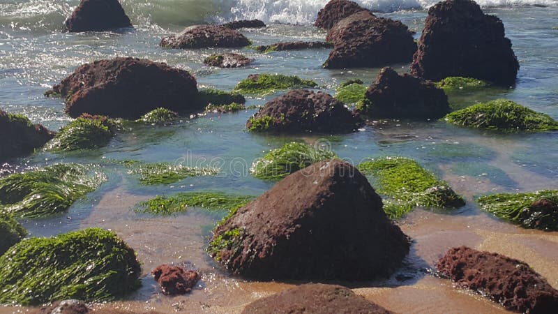 Seagrass in the water stock photo. Image of water, waves - 78024138