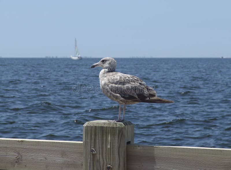 Seagul Picture. Image: 10302