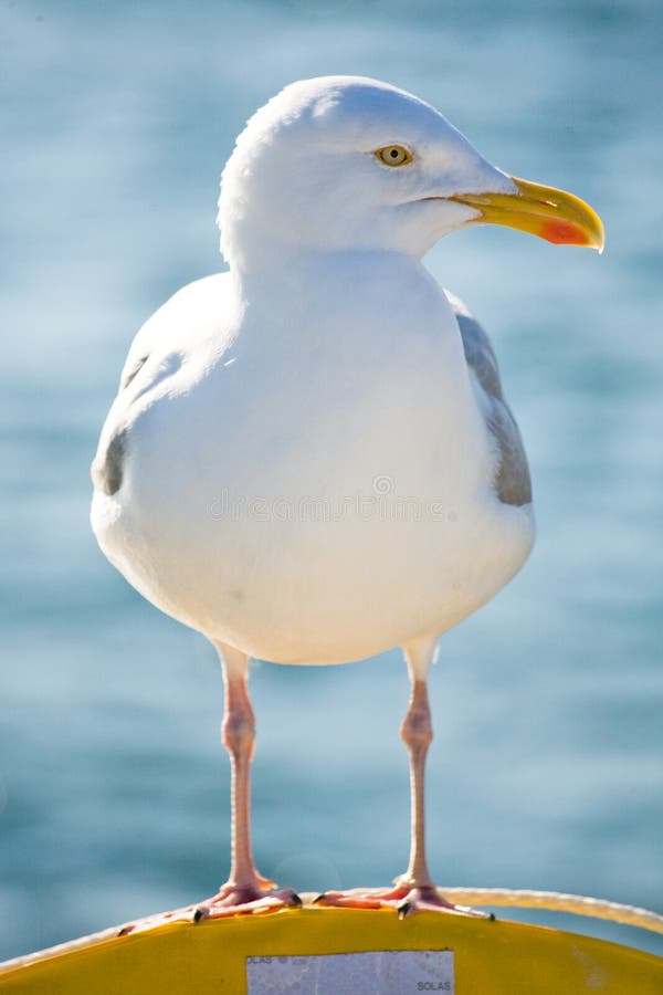 Seagul stock image. Image of prey, annoying, annoy, annoyance - 12929407