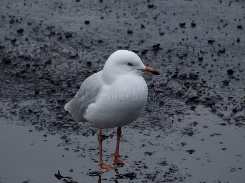 Seagul stock image. Image of wing, flying, white, feather - 991625