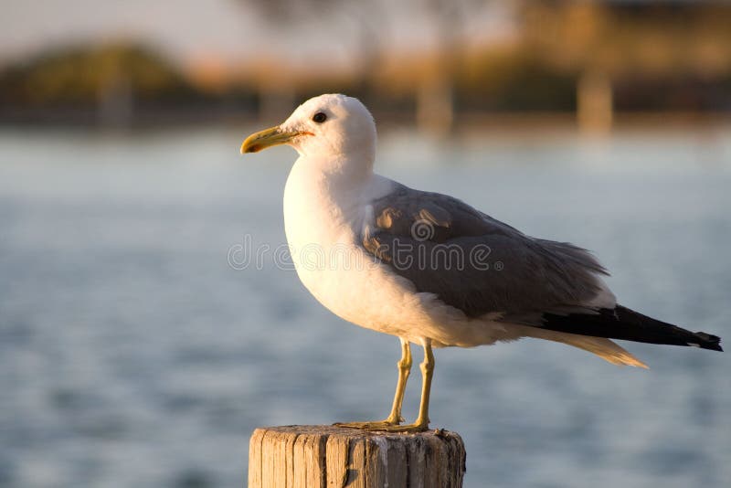 Seagul stock image. Image of swim, eyes, serene, lonely - 32245323