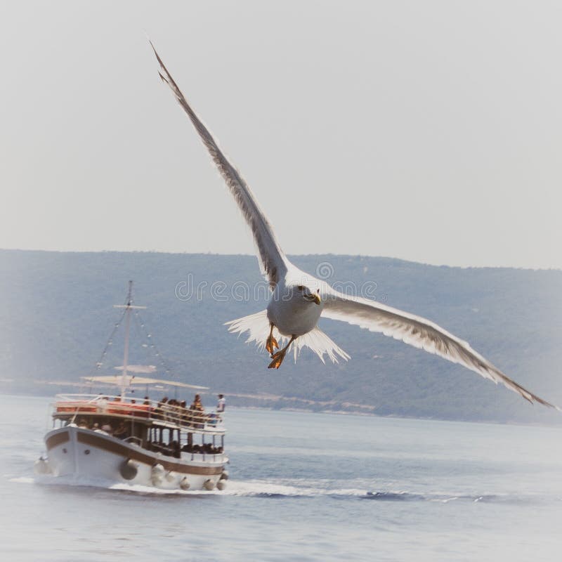 Seagul and the boat stock photo. Image of vehicle, bird - 254072886
