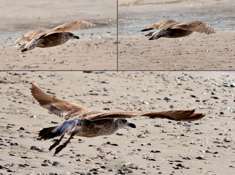 Seagul stock image. Image of ocean, seagull, bird, beach - 41553049