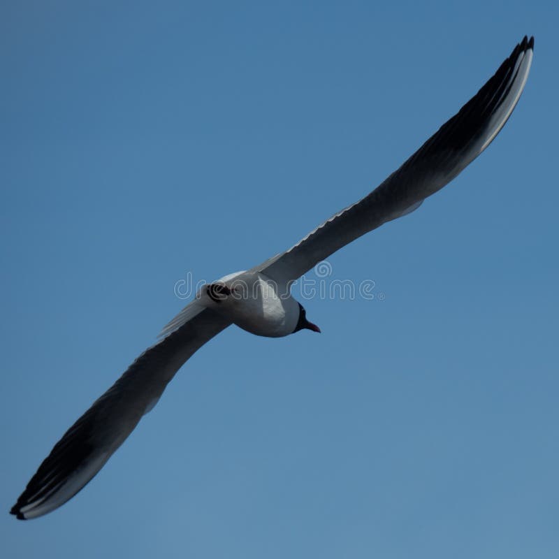 Seagul Flying in the Sky Shot from Back Stock Photo - Image of summer ...