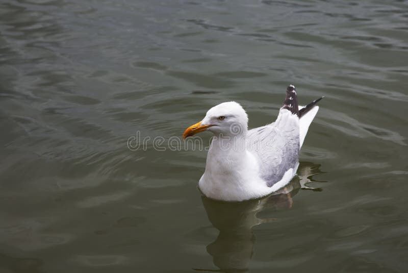 Seagul gliding on water stock image. Image of plumage - 5591407