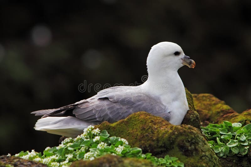 Seagul on a cliff stock photo. Image of portugal, wallpaper - 140085884