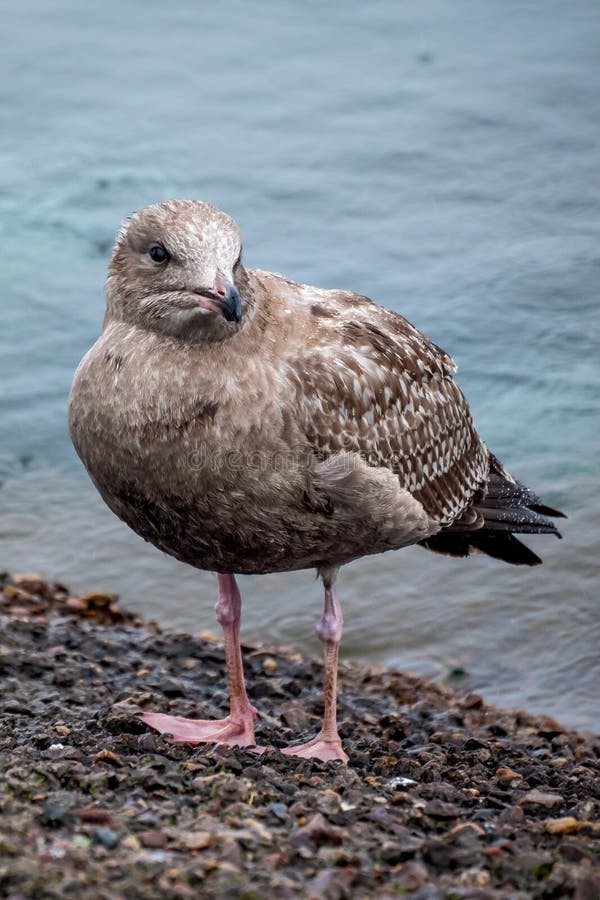 Seagul Standing on the Pebble Beach by Water Stock Image - Image of ...