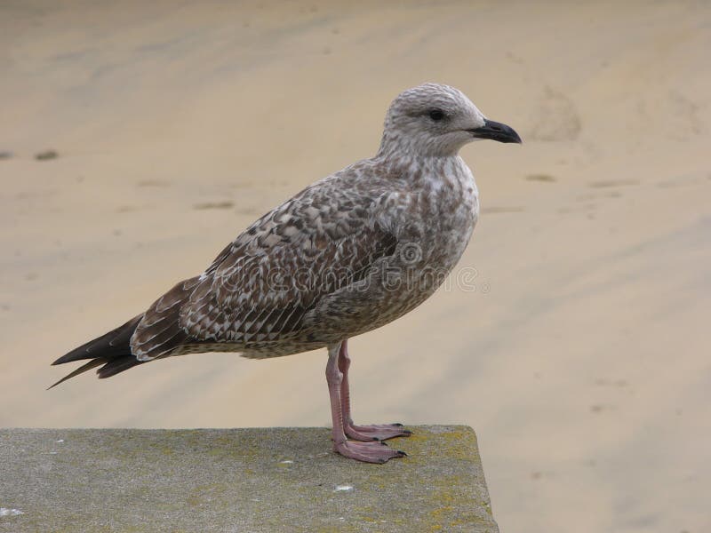 Seagull Picture. Image: 101424