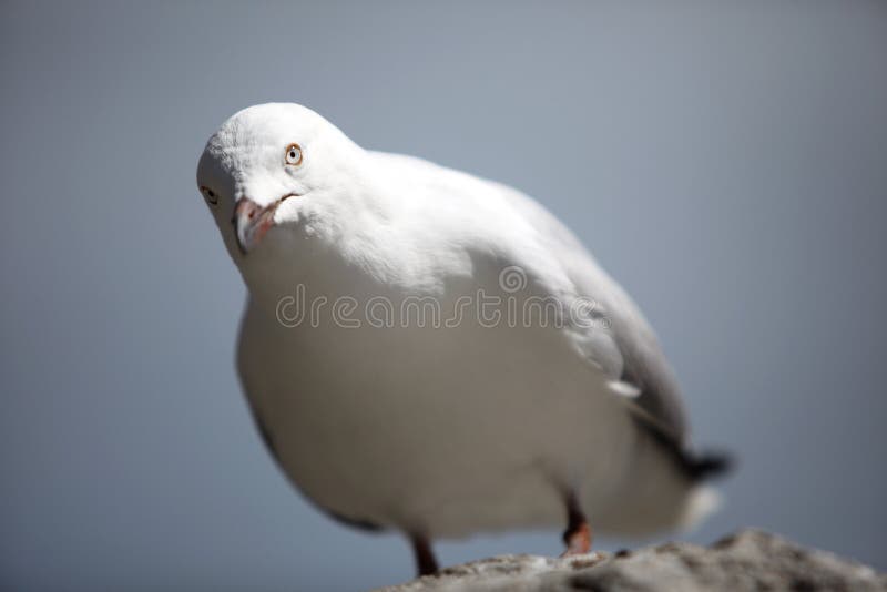 Pug stock photo. Image of adorable, sadness, grooming - 7984876