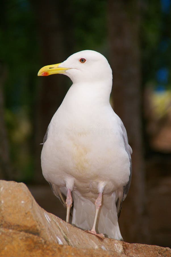 Seagull stock photo. Image of seagull, feather, nature - 11602844