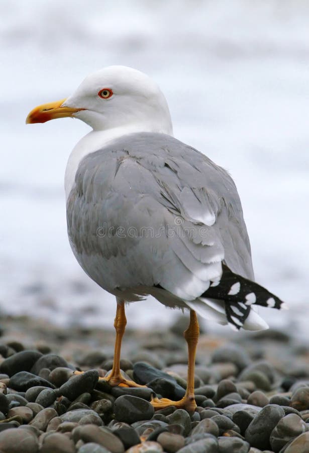 Three Shells at the Beach stock image. Image of grey, tres - 203571