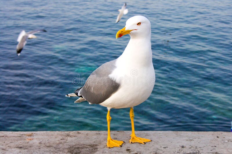 Seagull side view isolated stock photo. Image of plumage - 31987526
