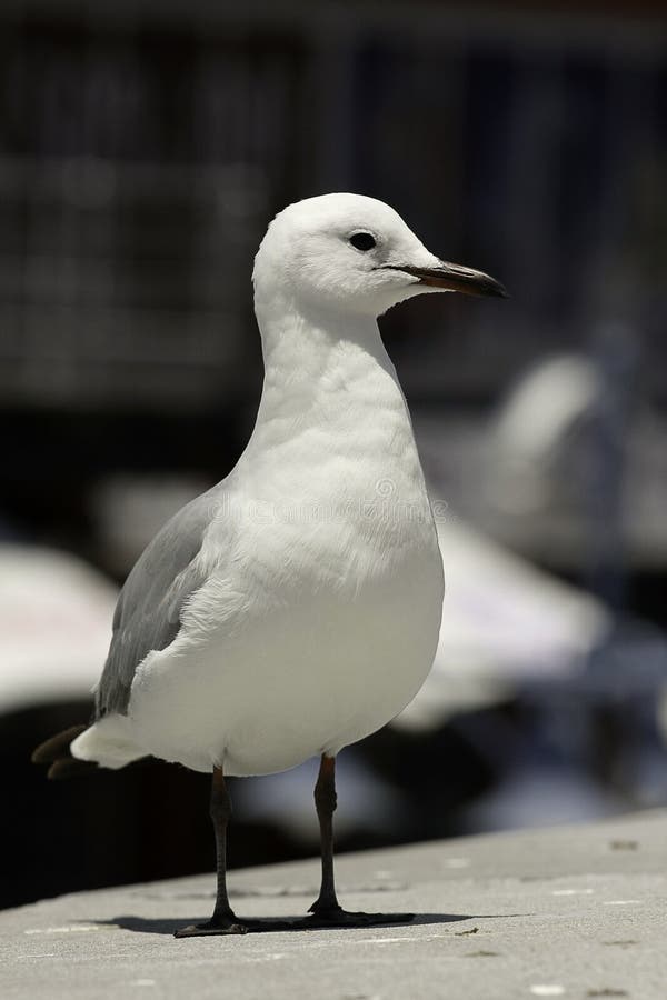 Cape Town Harbour Portrait Stock Photos - Free & Royalty-Free Stock ...