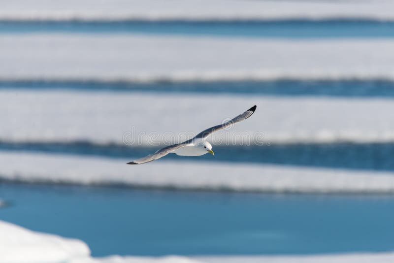 Seagull on the Ice in Svalbard Close Up Stock Image - Image of time ...