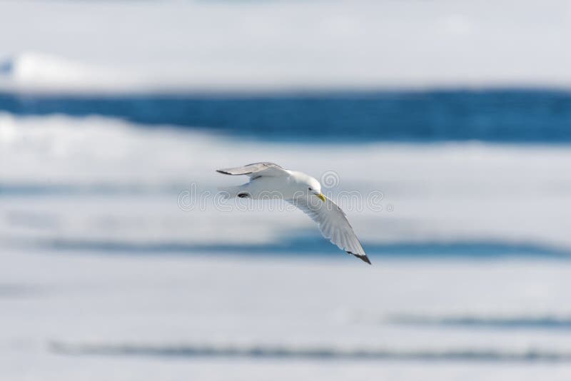 Seagull on the Ice in Svalbard Close Up Stock Photo - Image of snow ...