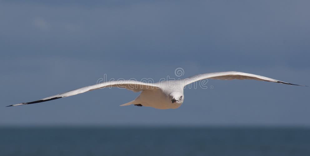 Seagull stock image. Image of claw, water, coast, feather - 14557203