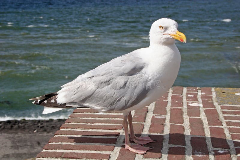 Seagull stock image. Image of seagull, gull, swim, perch - 15907399