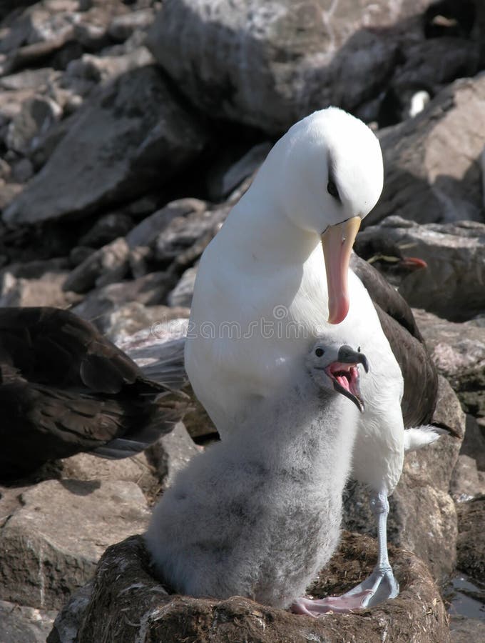 Zebra Fish stock image. Image of fauna, river, object - 6887281