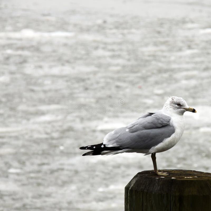 Seagull stock image. Image of cold, seagull, bird, wood - 16808171