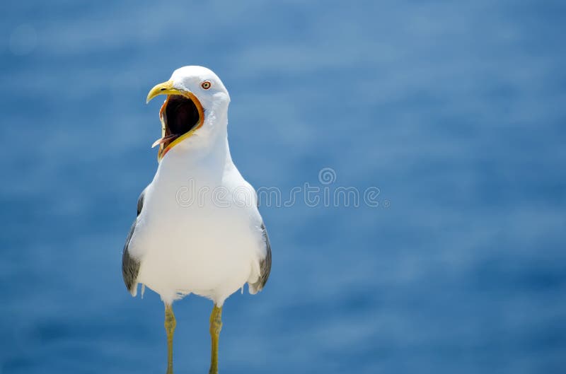 Blue Footed Booby Cross-eyed Stock Photo - Image of funny, boobie: 14526574