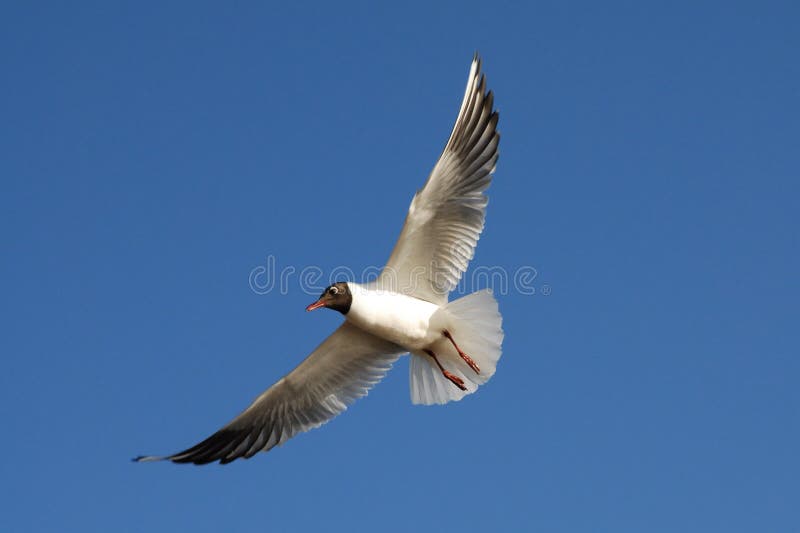 The seagull stock image. Image of beak, flight, seagull - 2300339