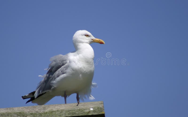 Seagull stock photo. Image of blue, ruffled, gull, perch - 237738