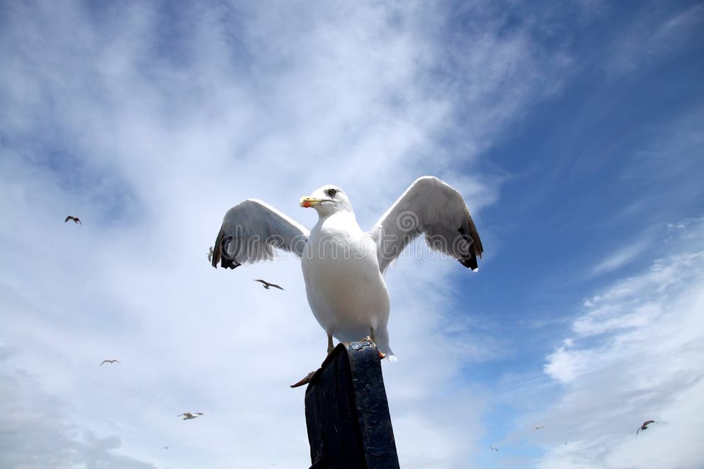 Seagull stock image. Image of sitting, gull, neck, animals - 23801693
