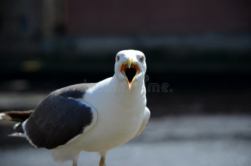 109 Seagull Crying Stock Photos - Free & Royalty-Free Stock Photos from ...